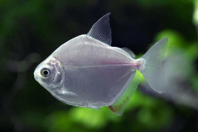 11 Tank Mates for Silver Dollar Fish (With Pictures) | Hepper Pet Resources