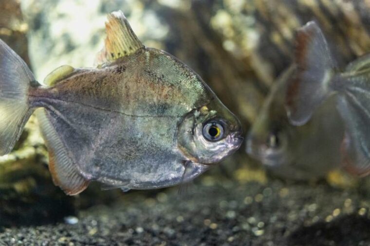 11 Tank Mates for Silver Dollar Fish (With Pictures) | Hepper Pet Resources