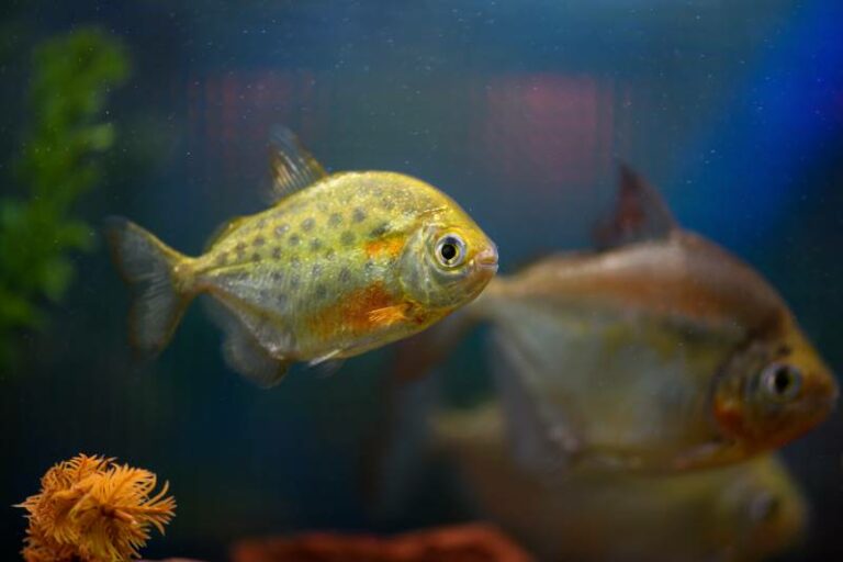 11 Tank Mates for Silver Dollar Fish (With Pictures) | Hepper Pet Resources