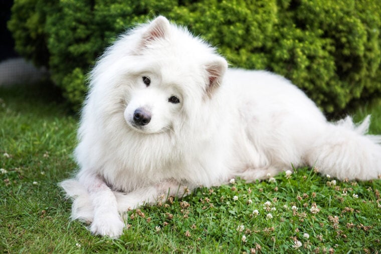 5 Samoyed Colors (With Pictures) | Hepper Pet Resources