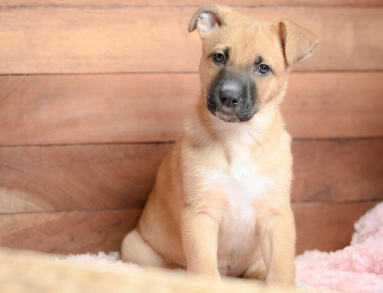 Black Mouth Cur Dog: Breed Info, Pictures, Temperament & Traits ...