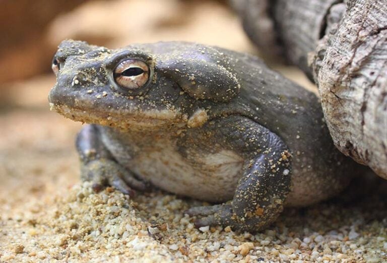How Long Do Toads Live? Average Lifespan, Data & Care Guide | Hepper ...