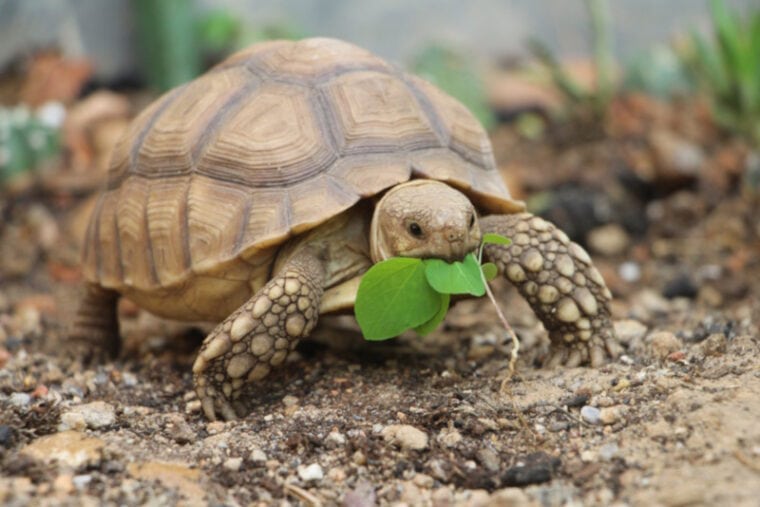 How Big Does a Sulcata Tortoise Get? Average Weight & Growth Chart ...