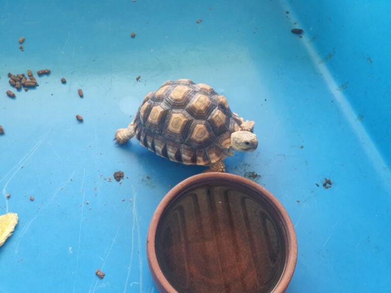 How Big Does a Sulcata Tortoise Get? Average Weight & Growth Chart ...
