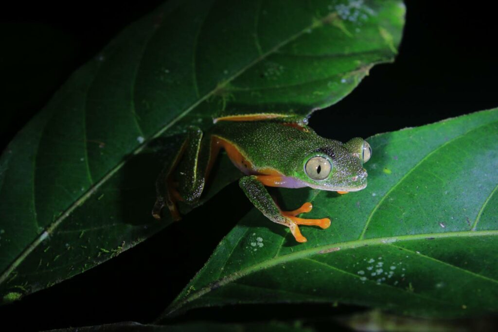 Can Frogs See in the Dark? Vet-Reviewed Facts & FAQ | Hepper Pet Resources