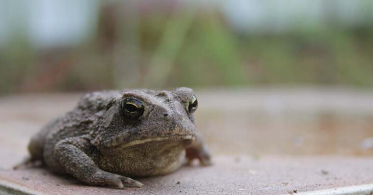 How Long Do Toads Live? Average Lifespan, Data & Care Guide | Hepper ...