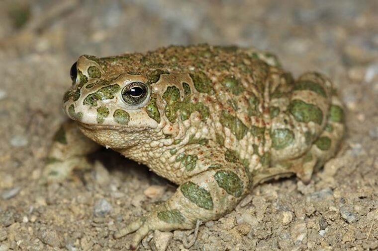 Can You Keep a Toad as a Pet? Vet-Reviewed Species Info & Basic ...