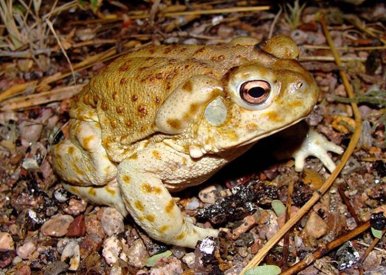 What Do Toads Eat? Vet-Reviewed Diet Facts & FAQ | Hepper Pet Resources