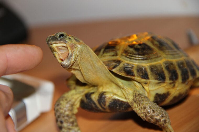 Do Turtles Bite People? What to Do if It Happens | Hepper Pet Resources