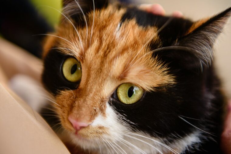 10 Types of Tortoiseshell Cats (With Info & Pictures) | Hepper Pet ...