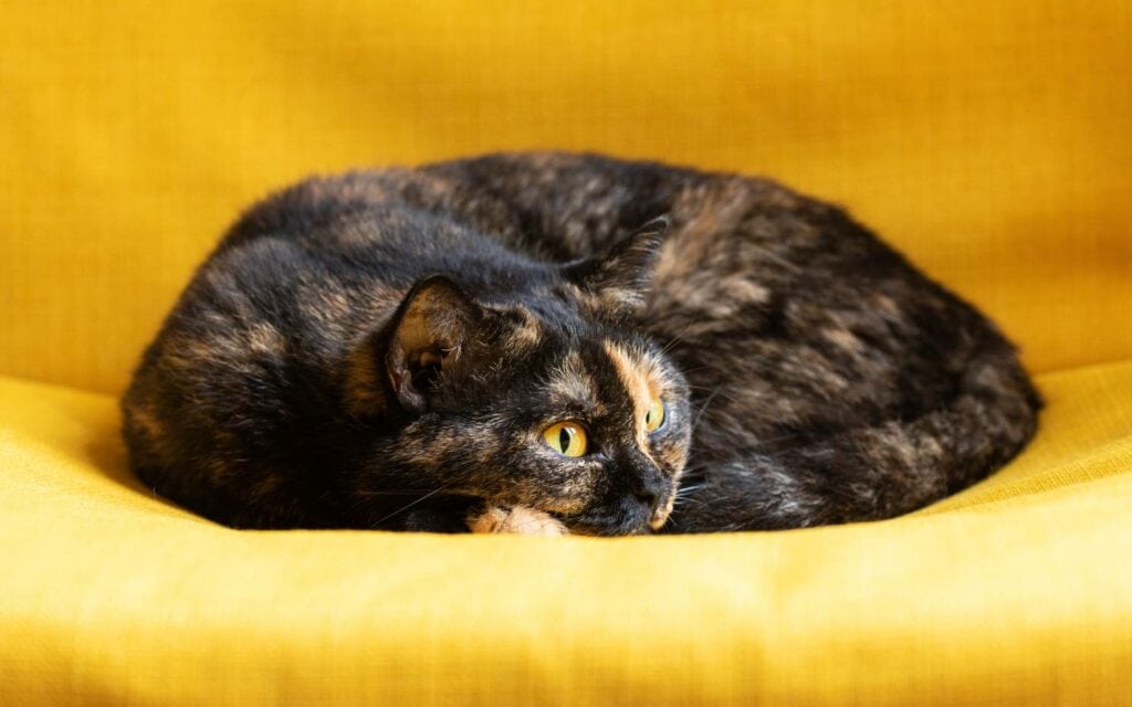 10 Types of Tortoiseshell Cats (With Info & Pictures) | Hepper Pet ...