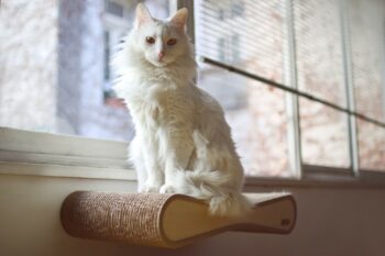 15 Beautiful Turkish Angora Colors & Patterns (With Pictures) | Hepper ...