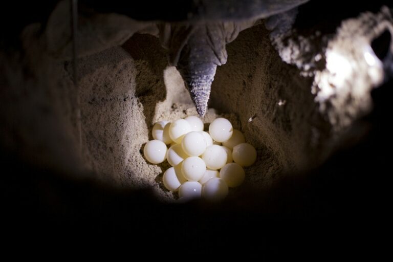 How to Incubate Turtle Eggs: Step-by-Step Guide | Hepper Pet Resources