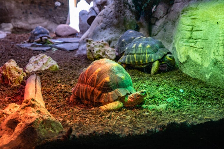 Tortoise vs. Turtle: Differences & Comparison (With Pictures) | Hepper ...