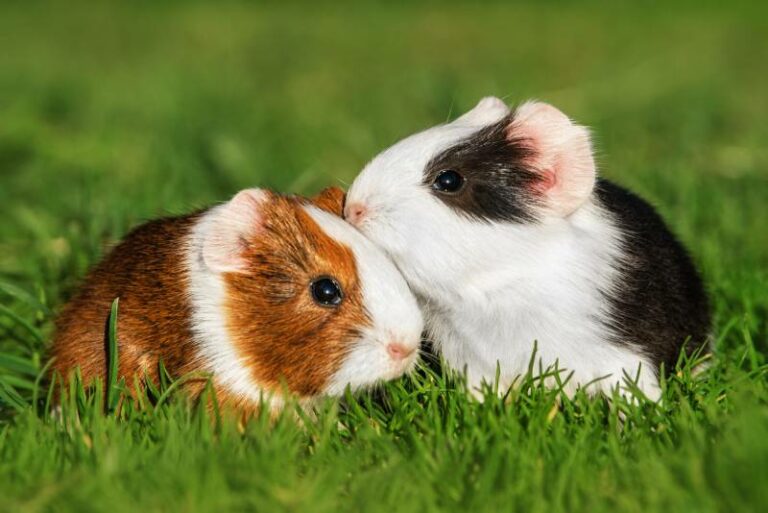 Why Do Guinea Pigs Squeak? 8 Possible Reasons Vet-Verified Reasons | Hepper Pet Resources