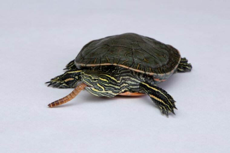 Western Painted Turtle: Pictures, Facts, Diet & Care Guide | Hepper Pet ...