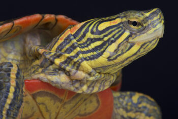 Painted Turtle Lifespan: Vet-Reviewed Lifespan, Care, & Life Stage Info ...