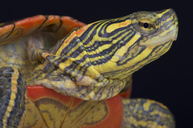 10 Types of Turtles That Are Kept as Pets (With Info & Pictures ...