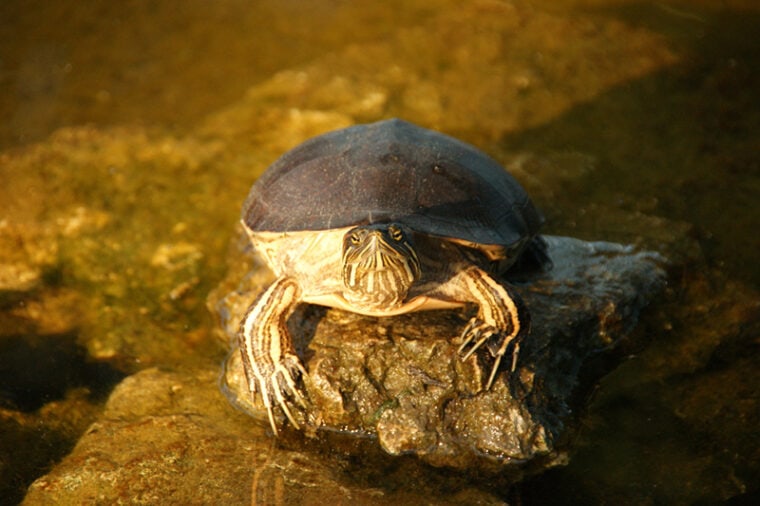 Do Turtles Sleep? Vet-Reviewed Physiology Facts & FAQ | Hepper Pet Resources