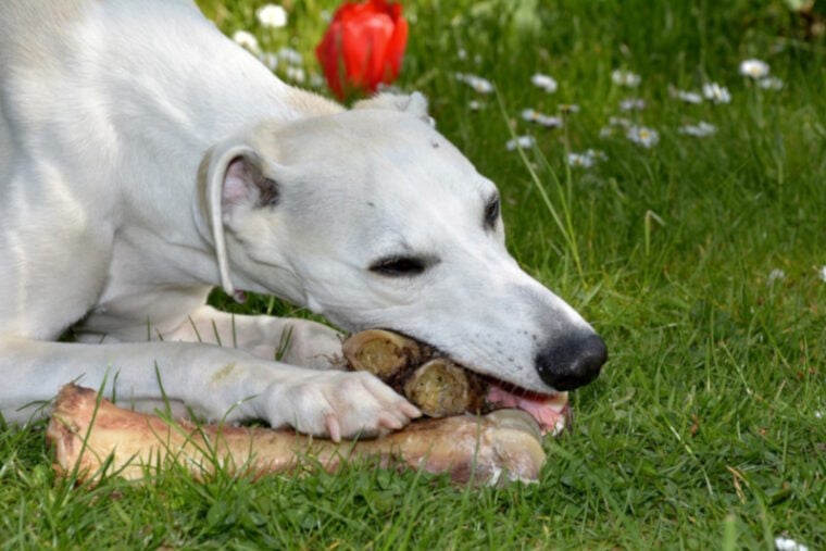 How Big Does a Whippet Get? Average Weight & Growth Chart | Hepper Pet ...