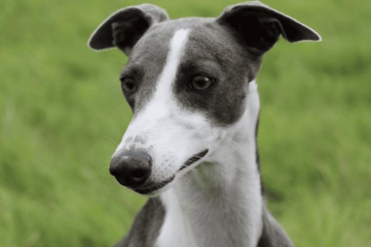 12 Whippet Colors & Markings (With Pictures) | Hepper Pet Resources