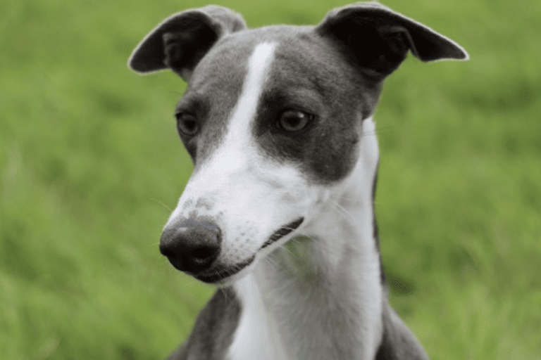 12 Whippet Colors & Markings (With Pictures) | Hepper Pet Resources