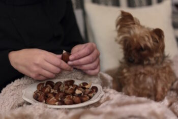 Can Dogs Eat Chestnuts? Vet-Approved Safety Facts & FAQ | Hepper Pet ...