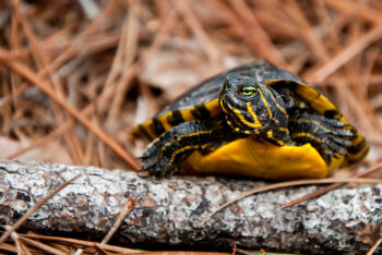 Yellow-Bellied Slider Turtle: Pictures, Facts, Diet & Care Guide ...