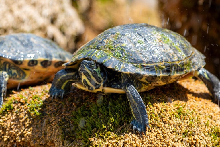 Yellow-Bellied Slider Turtle: Pictures, Facts, Diet & Care Guide ...