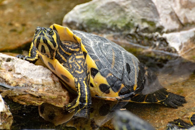 Yellow-Bellied Slider Turtle: Pictures, Facts, Diet & Care Guide ...