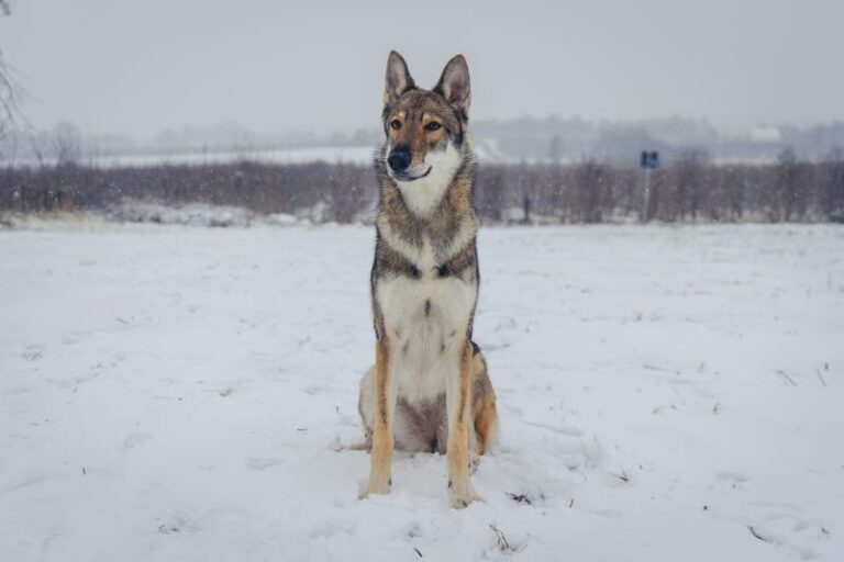 Tamaskan Dog Breed: Info, Pictures & Traits | Hepper Pet Resources