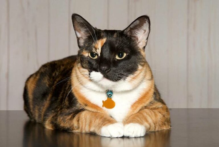Are All Calico Cats Female? Interesting Feline Facts | Hepper Pet Resources