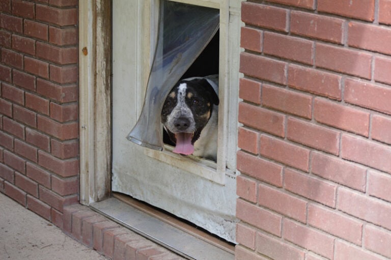 How to Train Your Dog to Use a Doggie Door: 8 Vet-Reviewed Steps ...