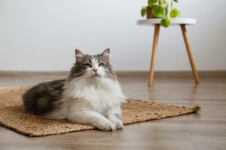 17 Most Beautiful Cat Breeds (With Info & Pictures) | Hepper Pet Resources