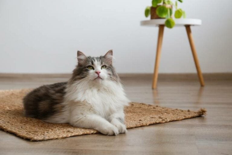 17 Most Beautiful Cat Breeds (With Info & Pictures) | Hepper Pet Resources