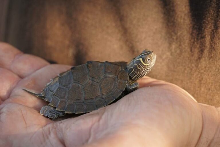 Mississippi Map Turtle: Facts, Pictures, Diet & Care Guide | Hepper Pet ...