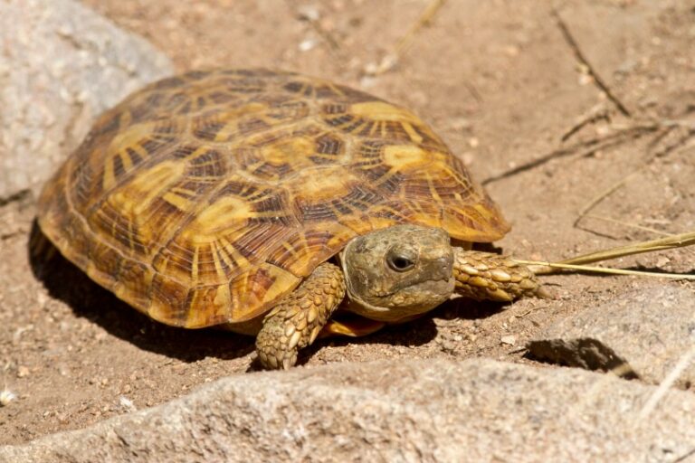 Pancake Tortoise: Pictures, Facts, Diet & Care Guide | Hepper Pet Resources