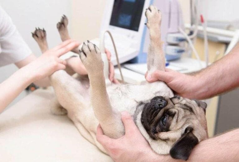 Is Rawhide Bad for Dogs? Vet Approved Risks, Facts & Safety Guide ...