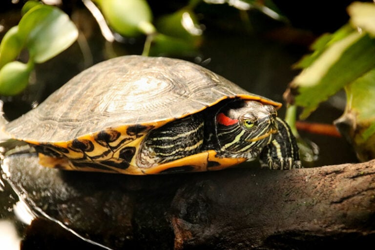 Turtles as Pets: 10 Vet-Approved Pros & Cons | Hepper Pet Resources
