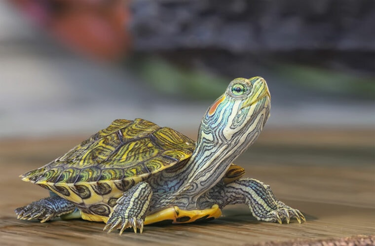 Do Turtles Have Feelings or Show Affection? Tips, Facts & FAQ | Hepper ...