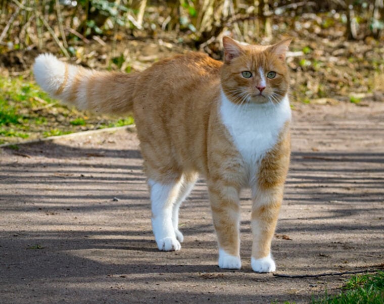 Cat Tail Language: Vet-Approved Guide to What Your Cat Is Telling You ...