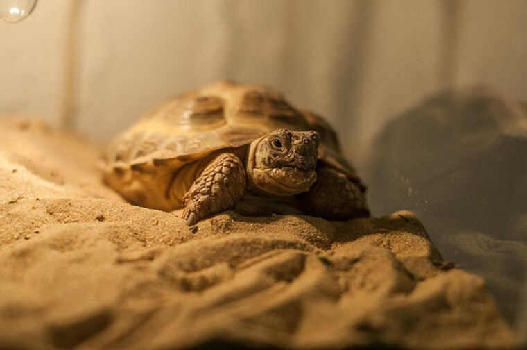 Male vs Female Tortoise: Key Differences (With Pictures) | Hepper Pet ...