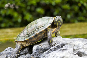 What Are Turtle Shells Made Of? Facts & FAQ | Hepper Pet Resources