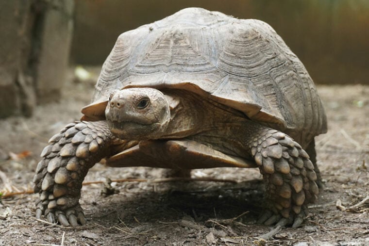 African Spurred Tortoise Lifespan: Diet, Care, & Life Stages | Hepper ...
