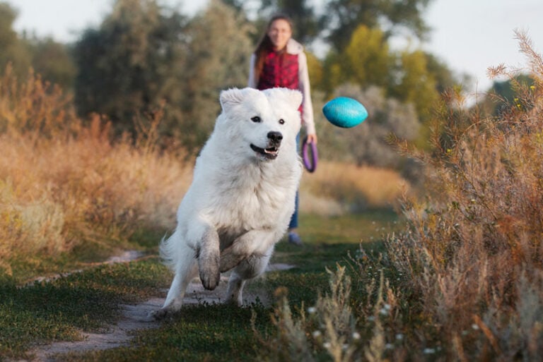 15 Vet-Reviewed Things Dogs Love: The Ultimate Happy Pup Activity List ...