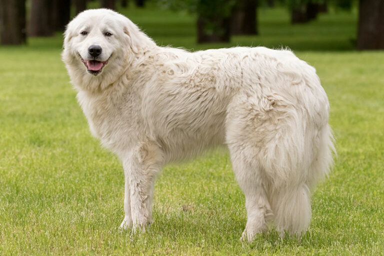 Why Does My Dog Poop Immediately After Eating? 4 Vet Reviewed Reasons ...