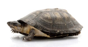 African Sideneck Turtle: Pictures, Facts, Diet & Care Guide | Hepper ...