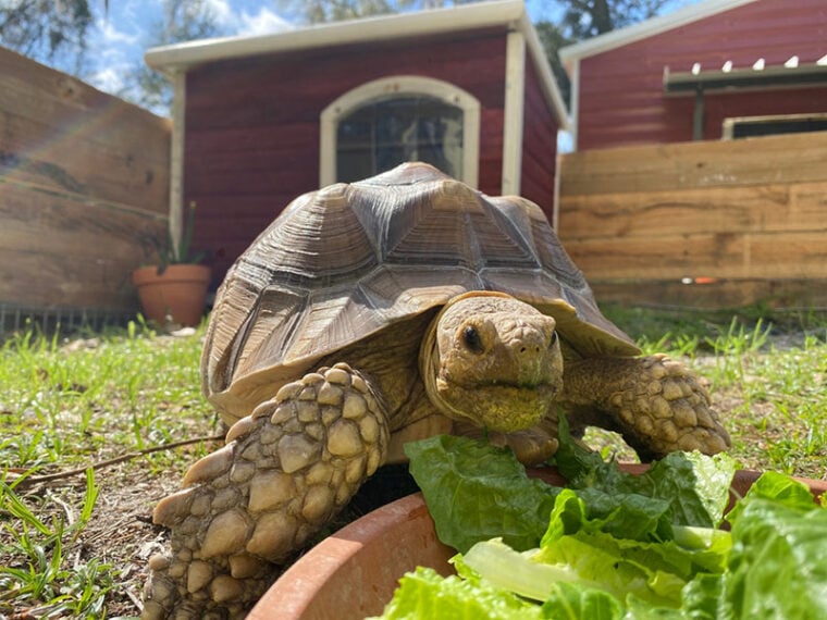 African Spurred Tortoise Lifespan: Diet, Care, & Life Stages | Hepper ...