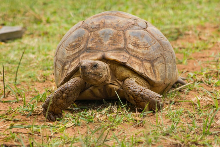 How Smart Are Tortoises? What Science Says | Hepper Pet Resources