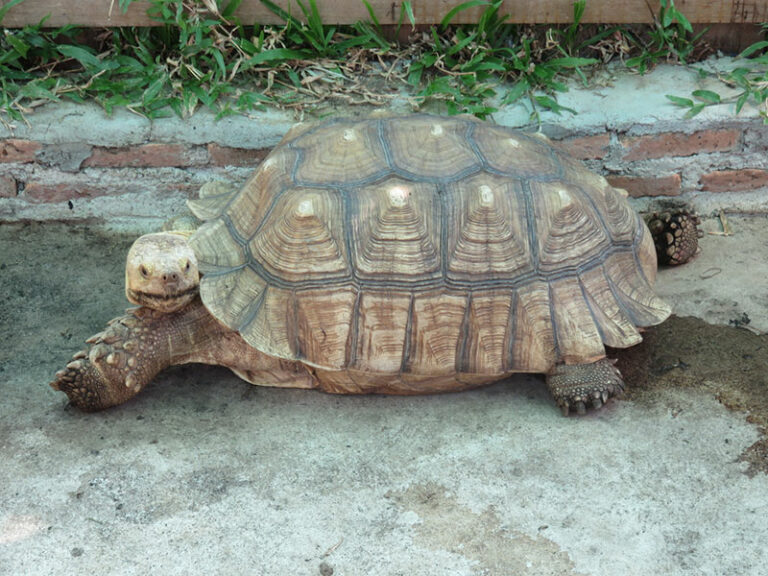 African Spurred Tortoise Lifespan: Diet, Care, & Life Stages | Hepper ...